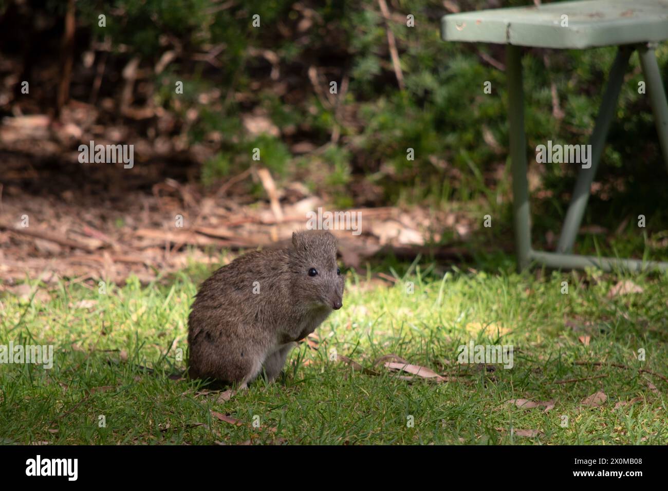 The Long-nosed Potoroo have a brown to grey upper body and paler ...