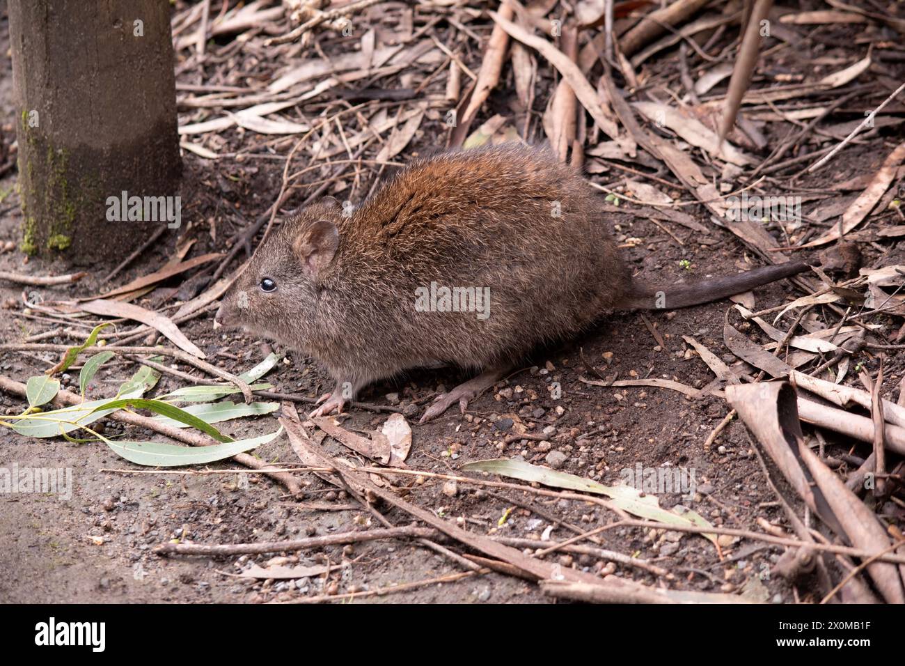The Long-nosed Potoroos have a brown to grey upper body and paler ...
