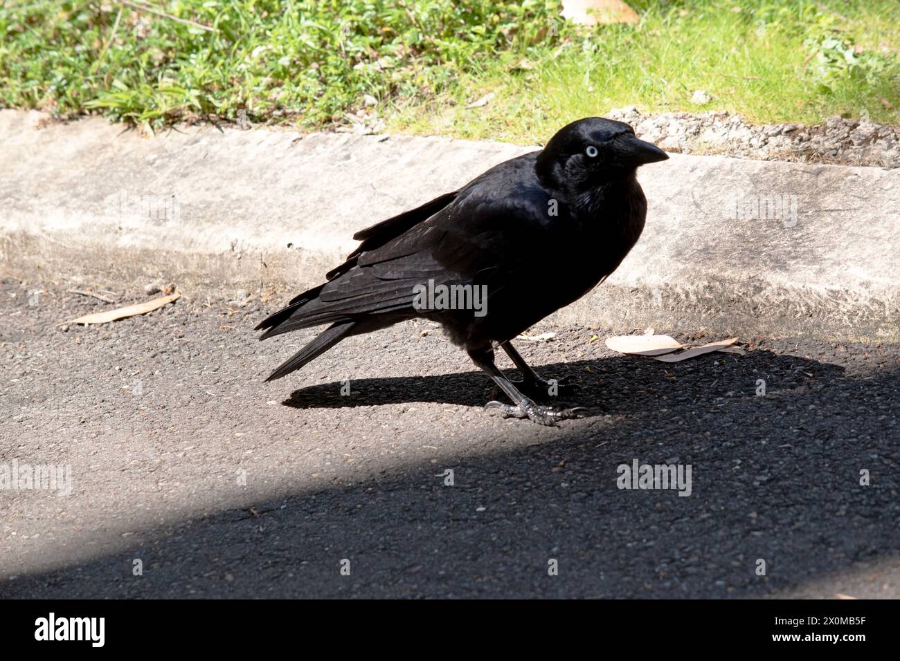 The Australian raven is an all black-bird with a black beak, mouth and ...