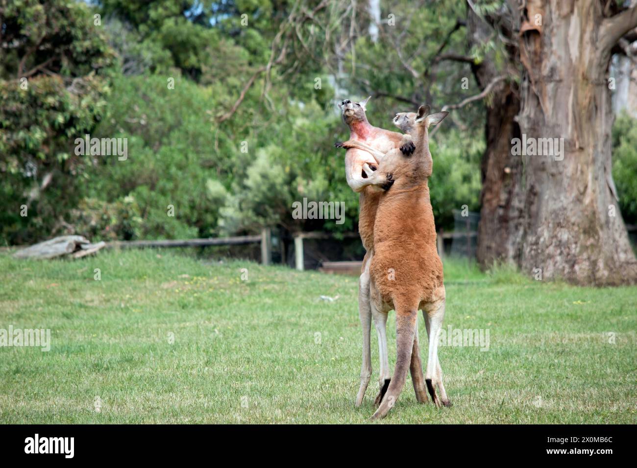 the two male red kangaroos are fighting for the dominant position in ...