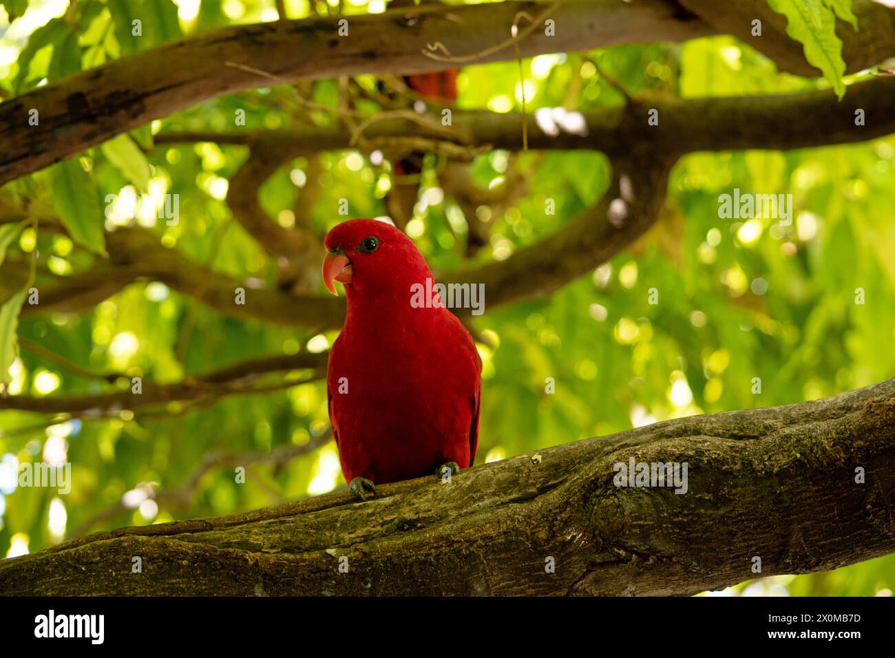 the red lory is mostly red and all the plumage of the upper body is red ...