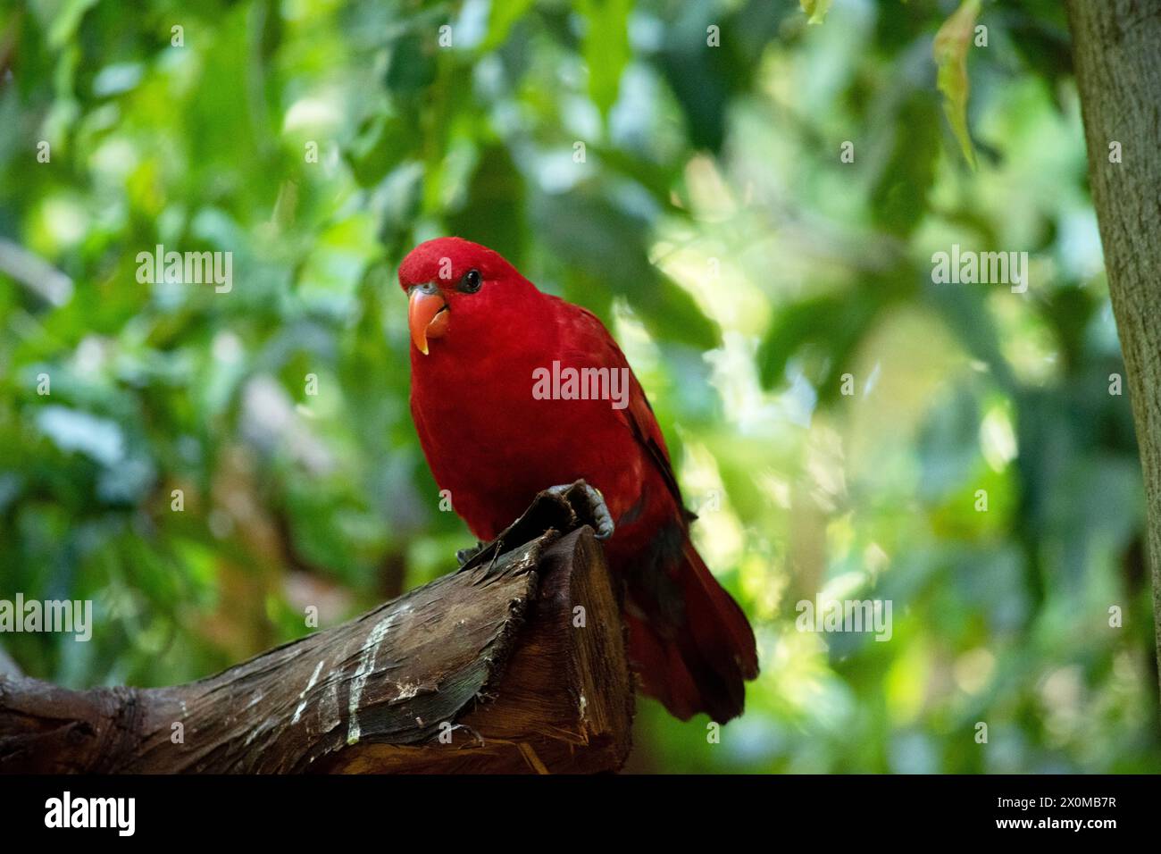 the red lory is mostly red and all the plumage of the upper body is red ...