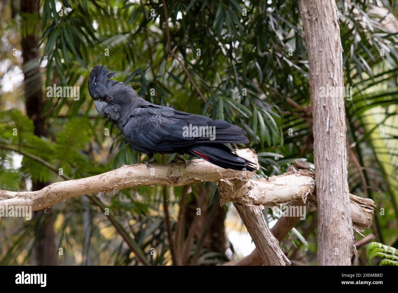 Male Red-tailed Black Cockatoos are black with two vibrant red stripes ...