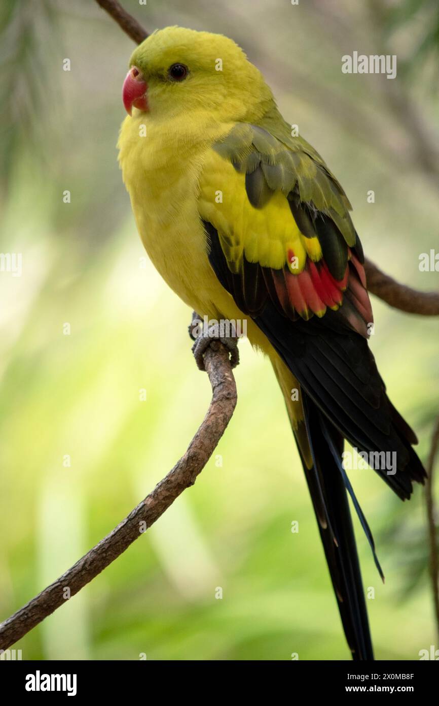 The male Regent Parrot has a general yellow appearance with the tail ...