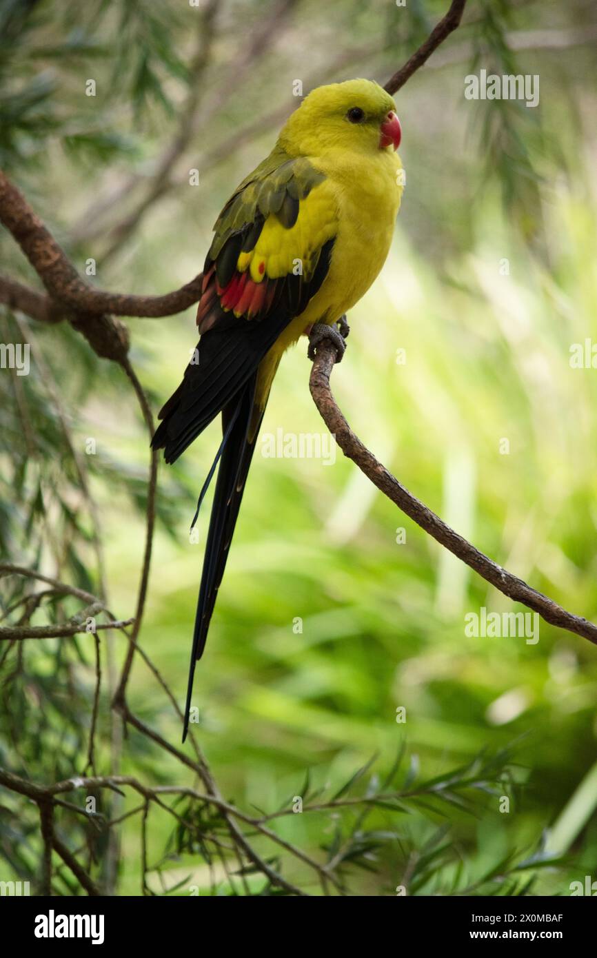The male Regent Parrot has a general yellow appearance with the tail ...