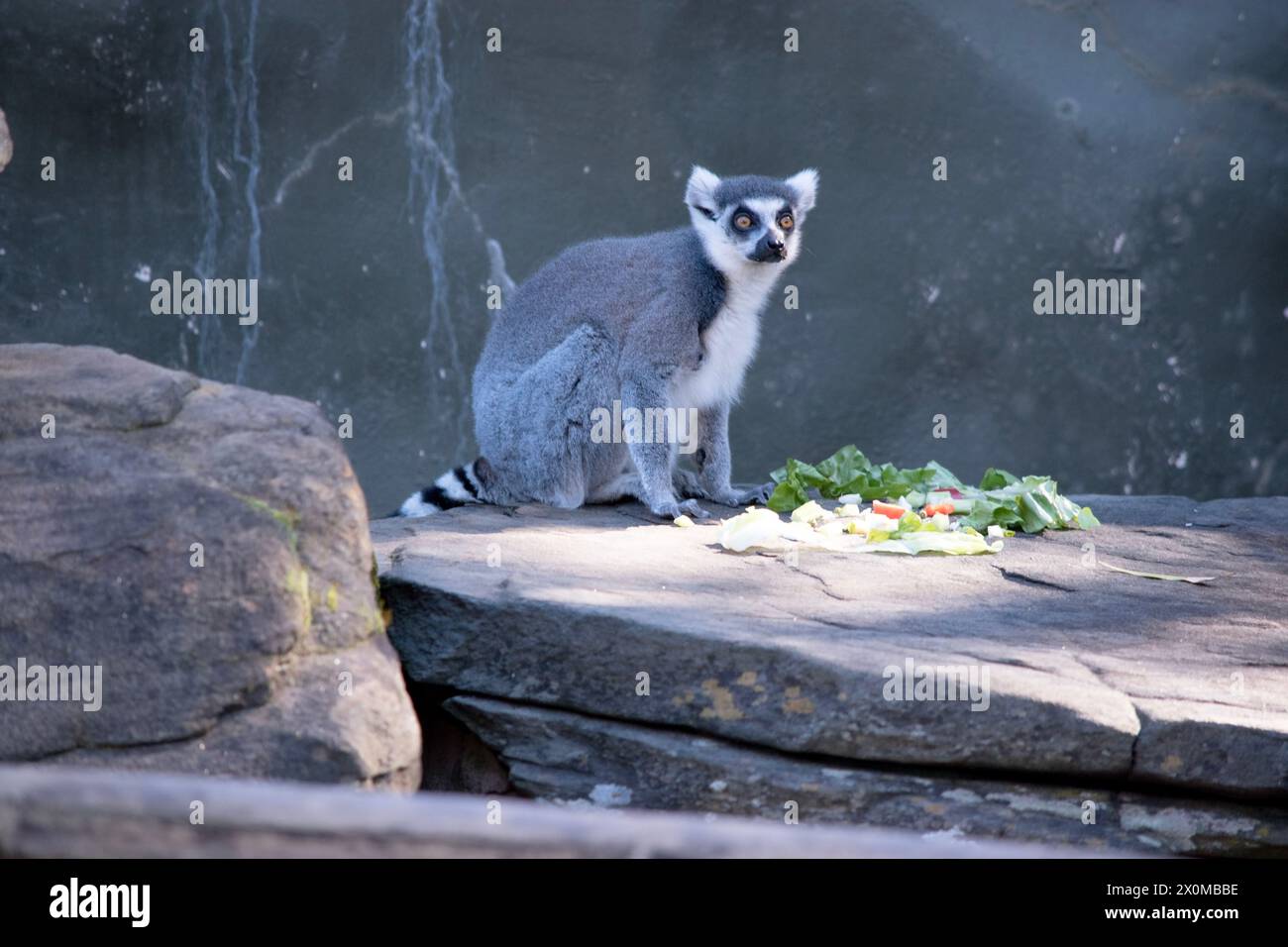 the ring tailed lemur is about to eat her vegetables Stock Photo - Alamy