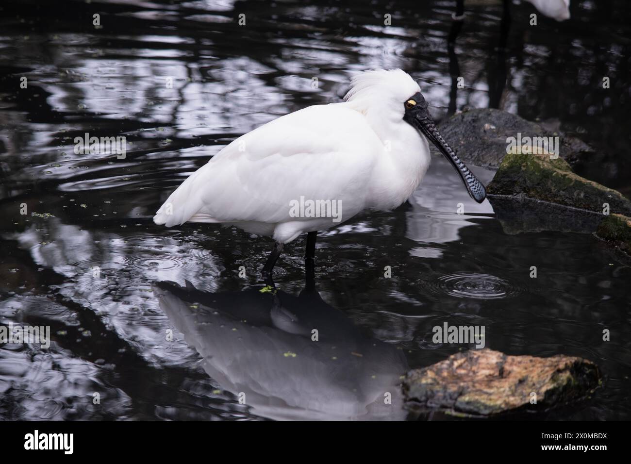 The royal spoonbill is a large white sea bird with a black bill that ...