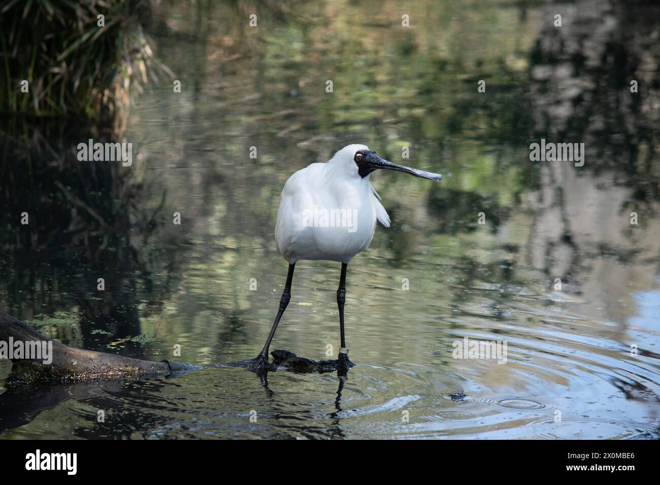 The royal spoonbill is a large white sea bird with a black bill that ...