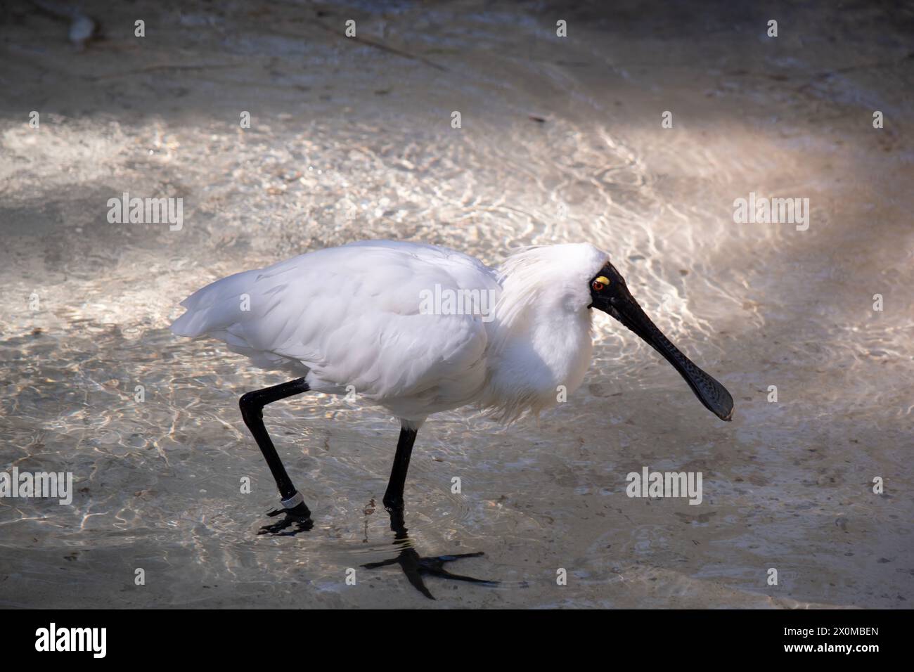 The royal spoonbill is a large white sea bird with a black bill that ...