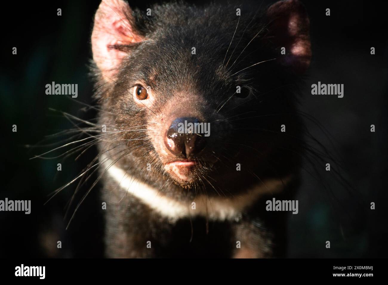 The Tasmanian devil is a carnivorous marsupial of the family Dasyuridae ...