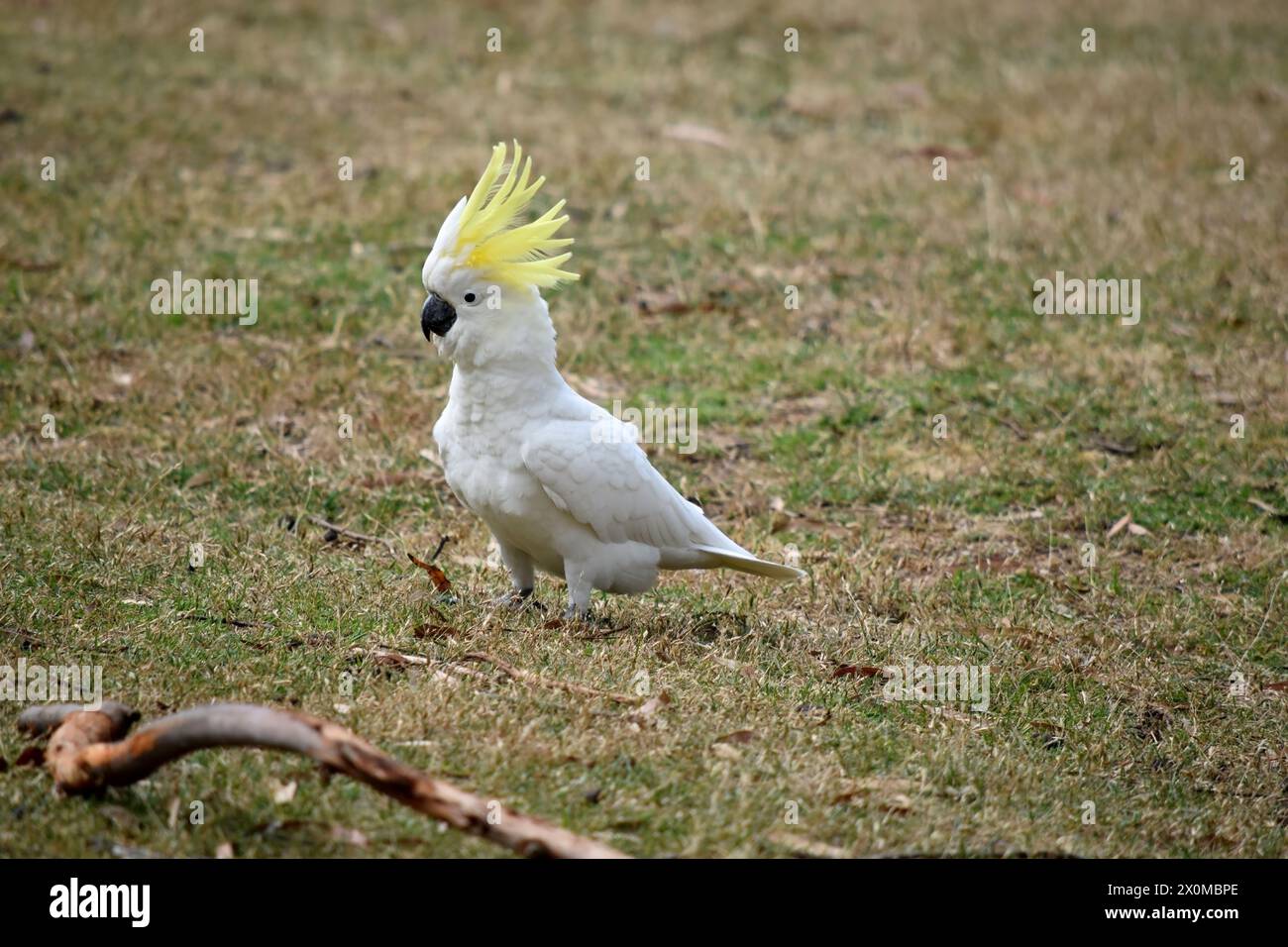 The sulphur crested cockatoo is a white bird with a yellow crest Stock ...