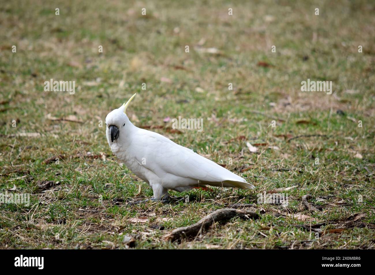 The sulphur crested cockatoo is a white bird with a yellow crest Stock ...