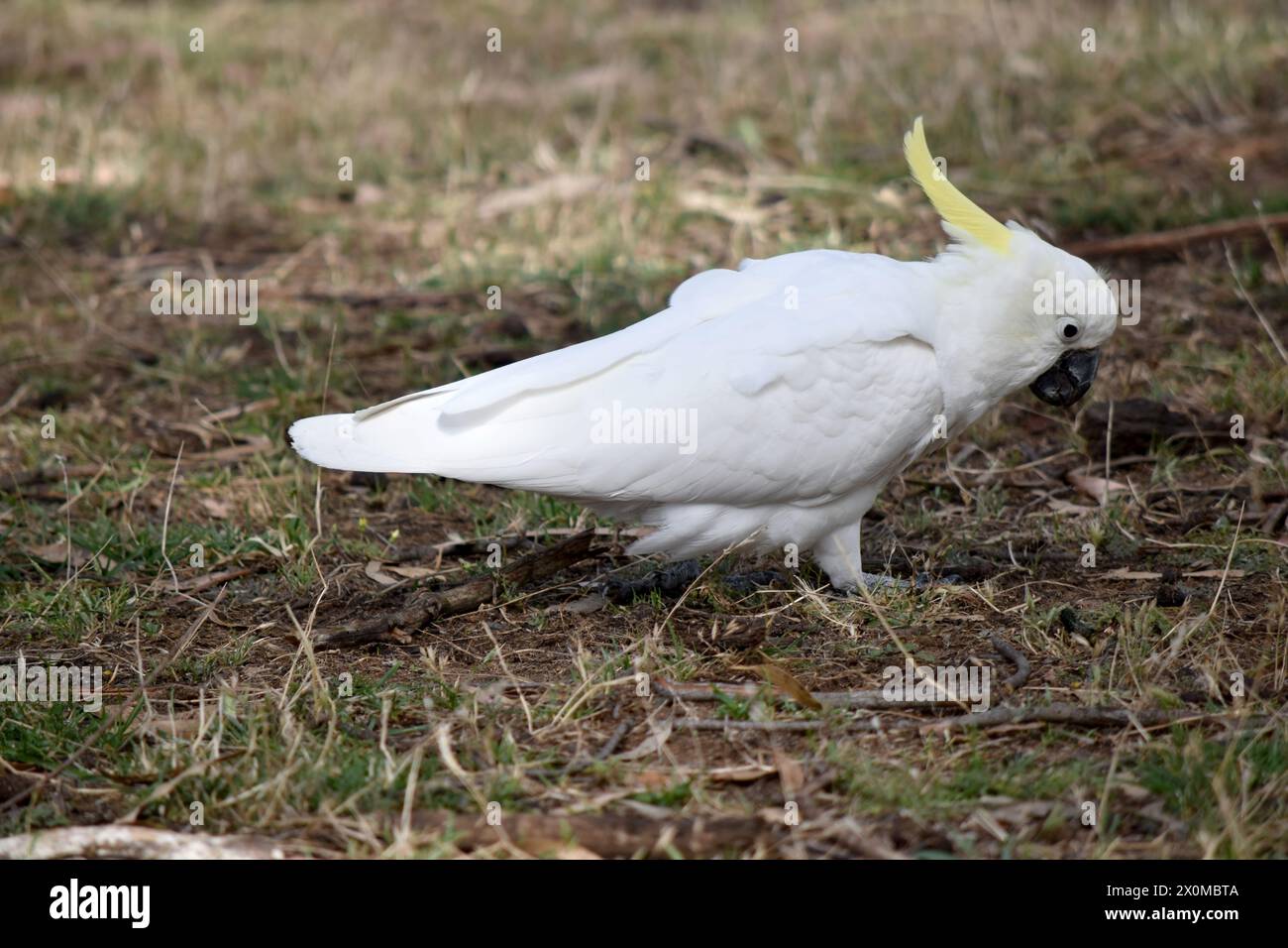 The sulphur crested cockatoo is a white bird with a yellow crest Stock ...