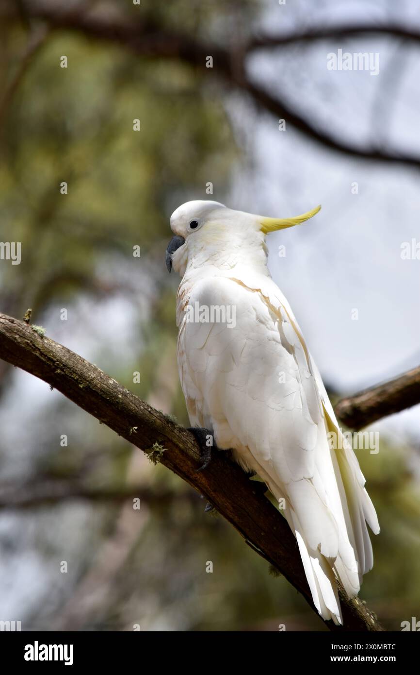 Australian yellow crested cockatoo hi-res stock photography and images ...