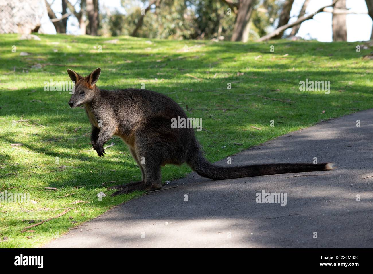The swamp wallaby has dark brown fur, often with lighter rusty patches ...