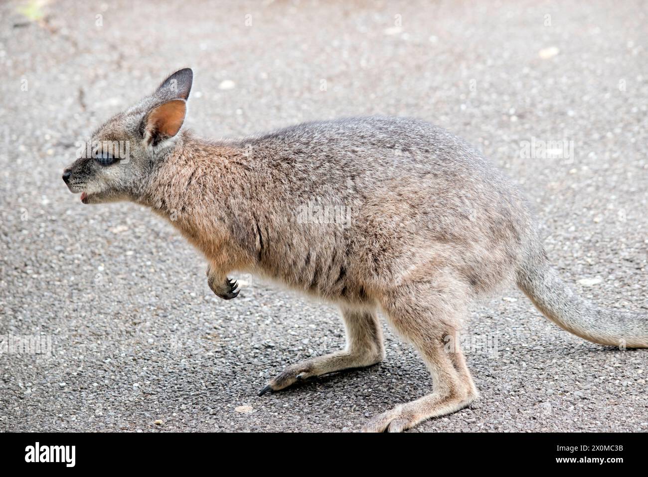 the tammar wallaby has dark greyish upperparts with a paler underside ...