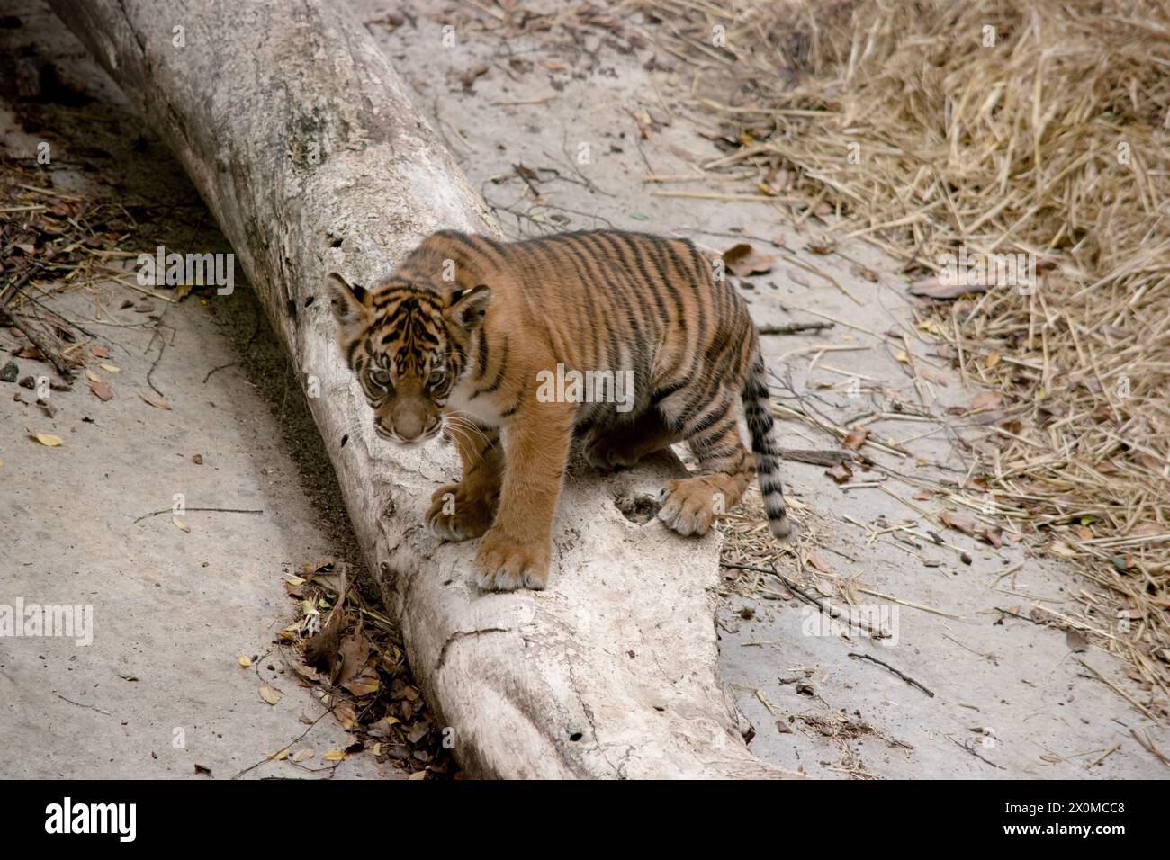 Tiger cub eat hi-res stock photography and images - Alamy