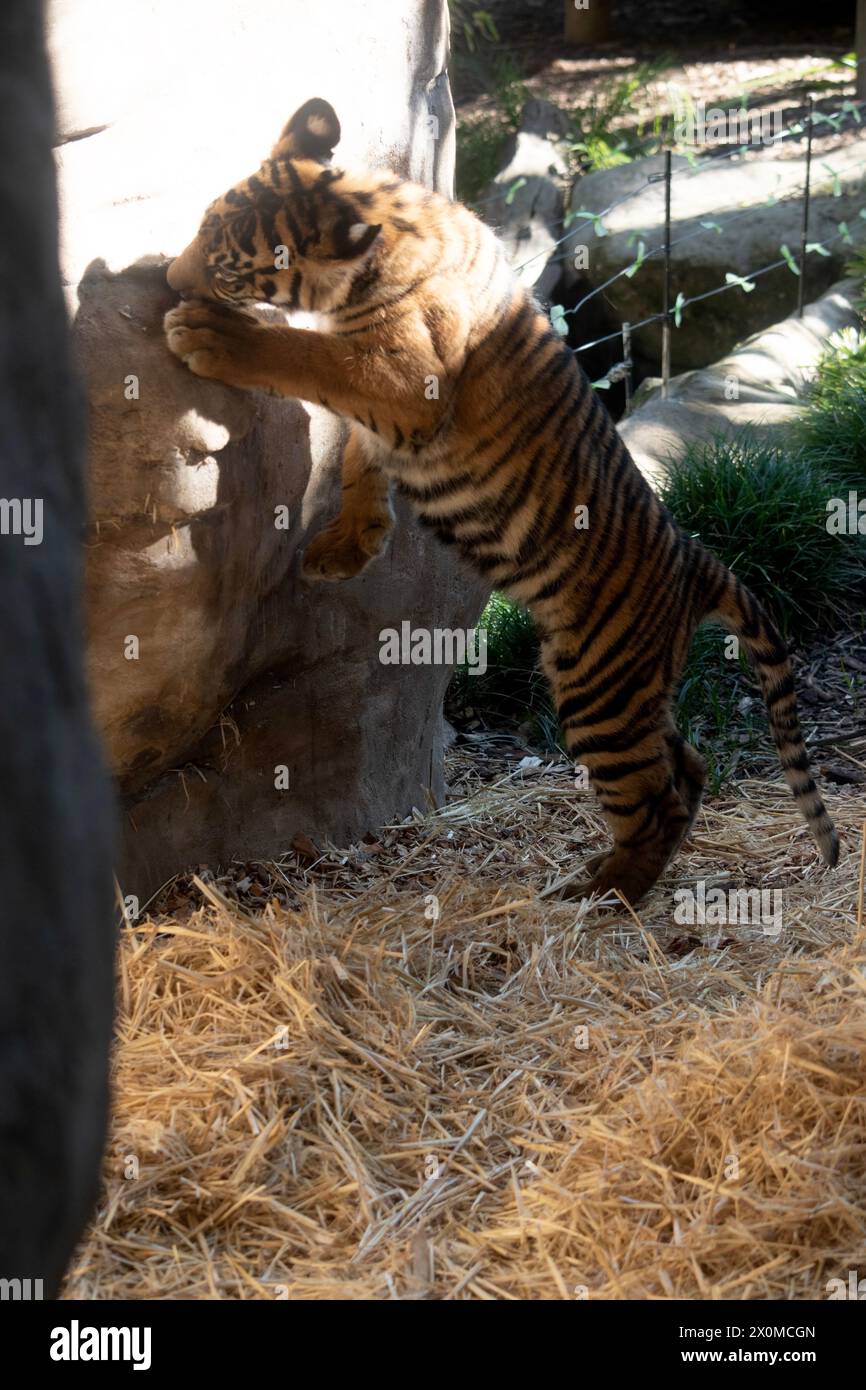 Tiger cubs are born small, blind, and weak. They're born with all their ...