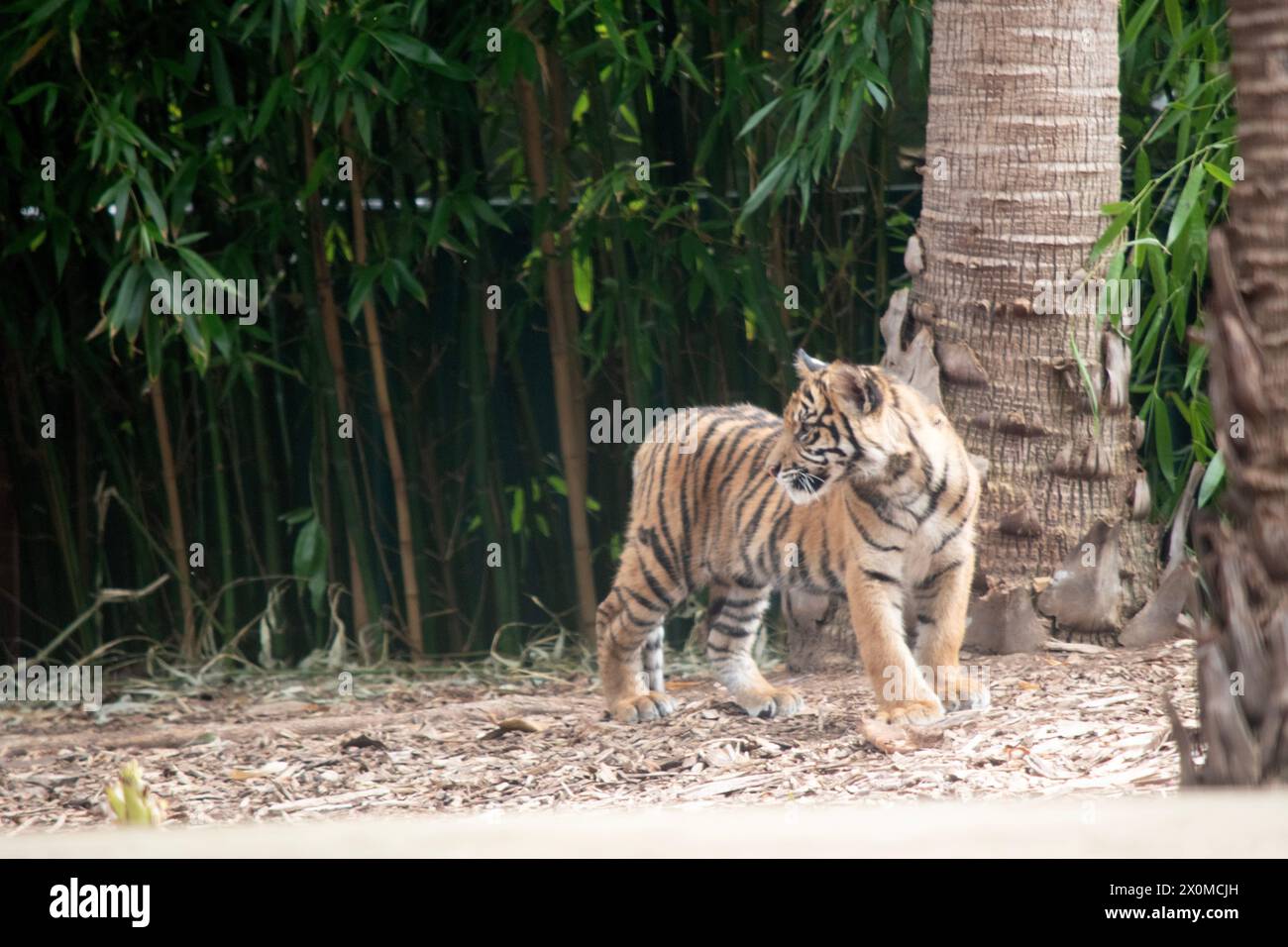 At four months of age tiger cubs are about the size of a medium-sized ...