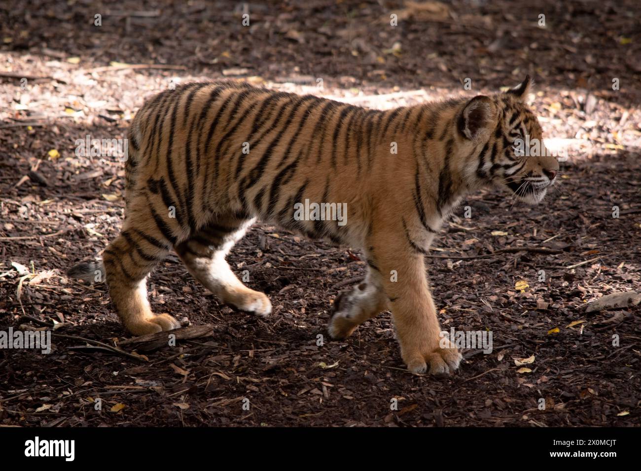 Tiger cubs have a coat of golden fur with dark stripes, the tiger is ...
