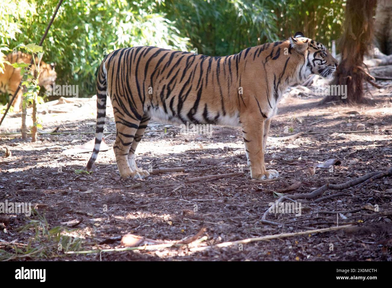 Tigers are powerful hunters with sharp teeth, strong jaws and agile ...