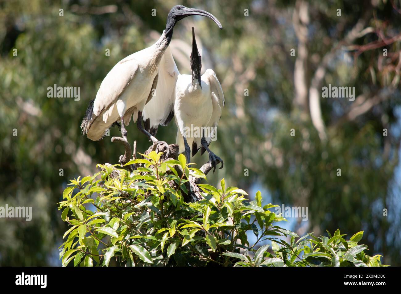 Ibis chick hi-res stock photography and images - Alamy