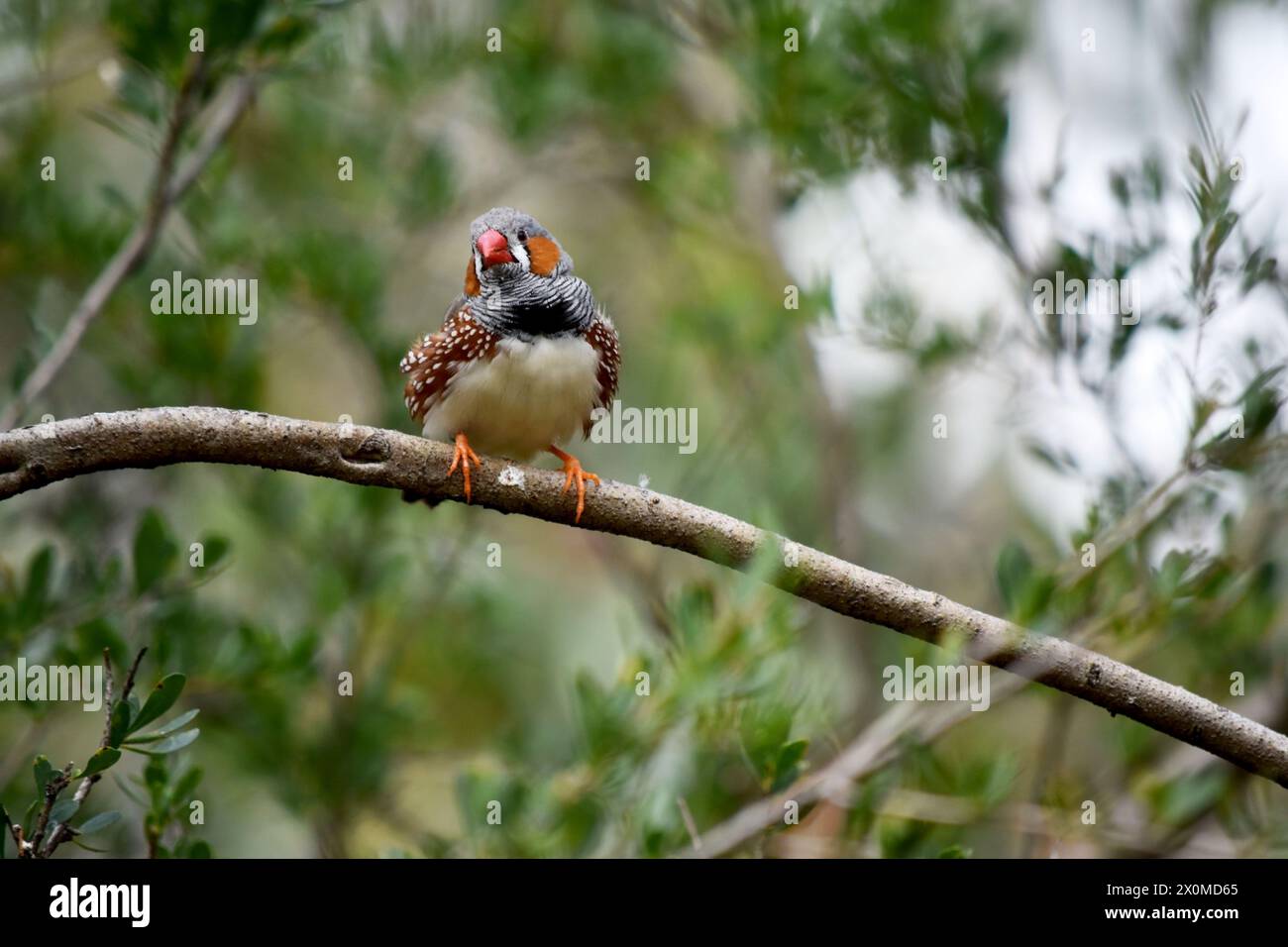 the male zebra finch has a grey body with a white under belly with a ...