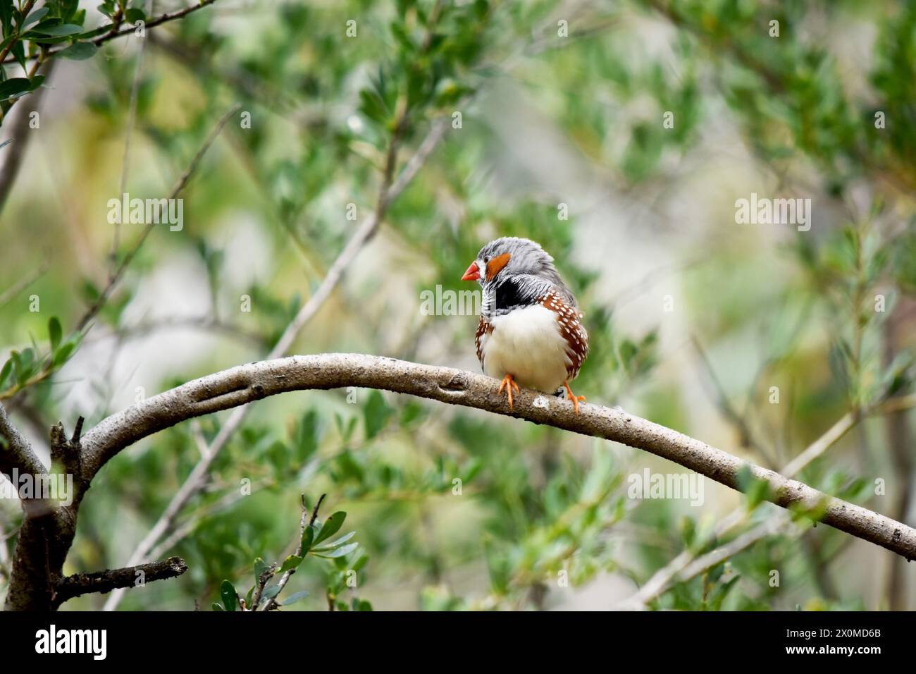 the male zebra finch has a grey body with a white under belly with a ...