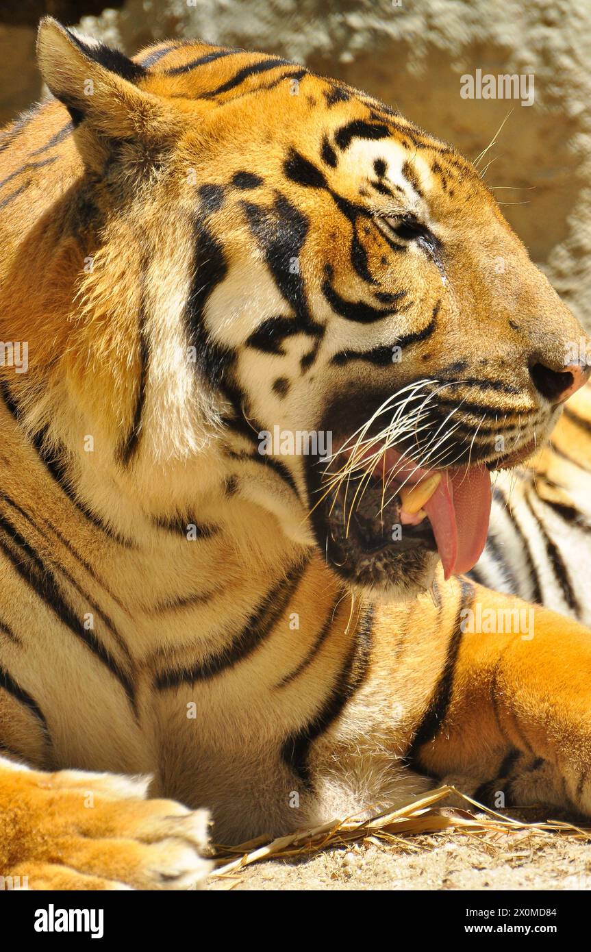 Tiger face close up hi-res stock photography and images - Alamy