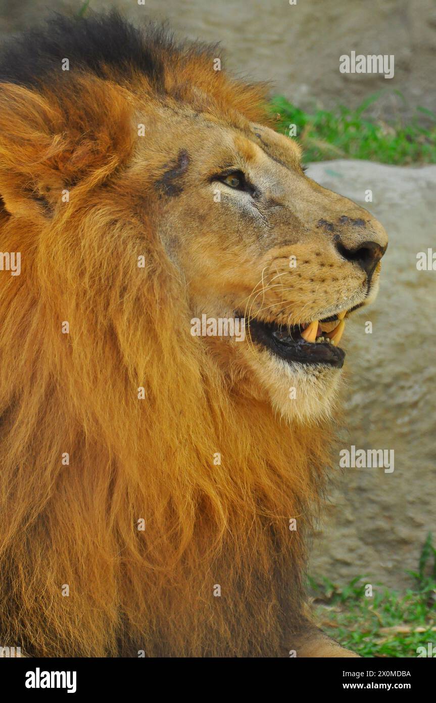Lion king face hi-res stock photography and images - Alamy