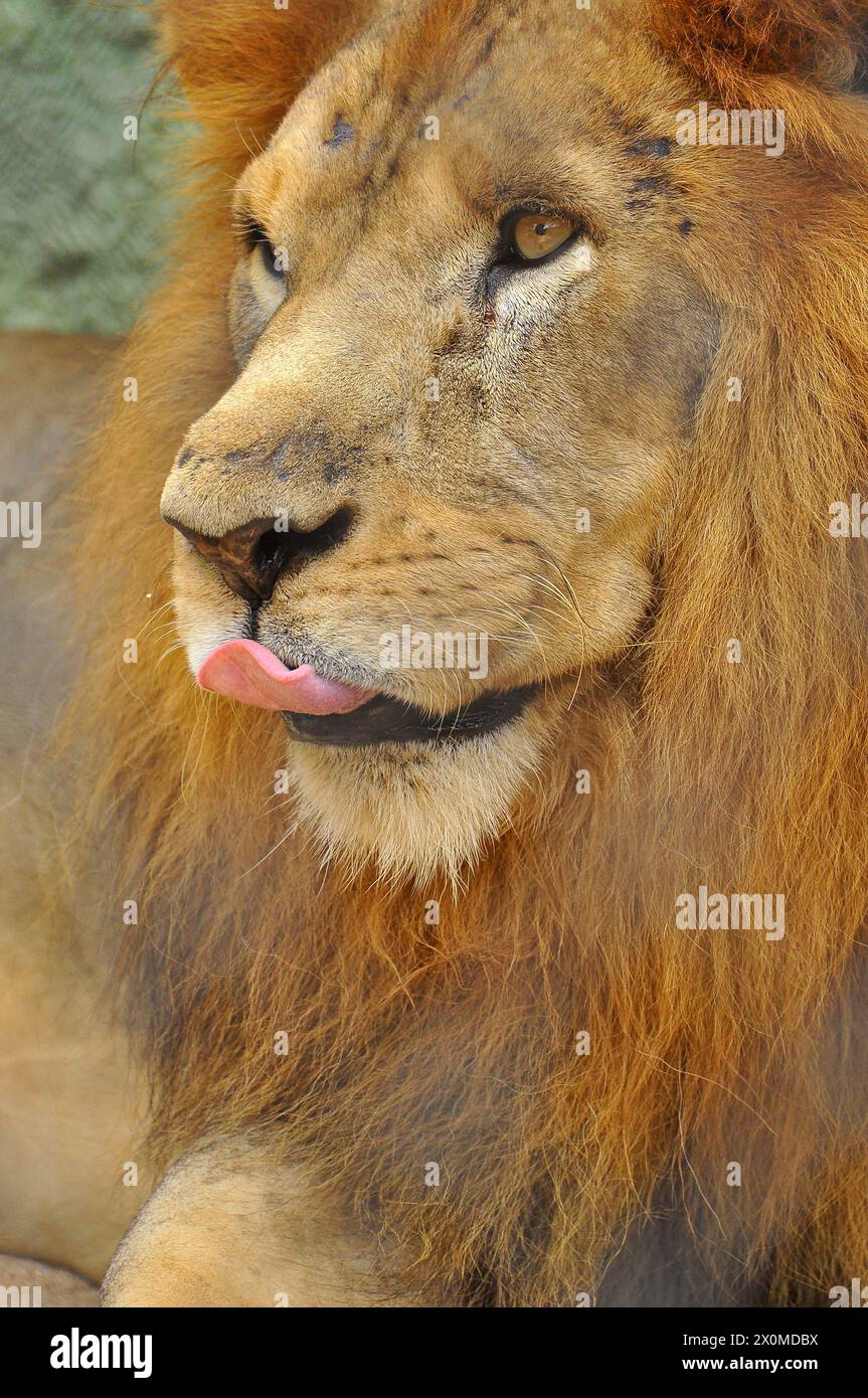 Lion king face hi-res stock photography and images - Alamy