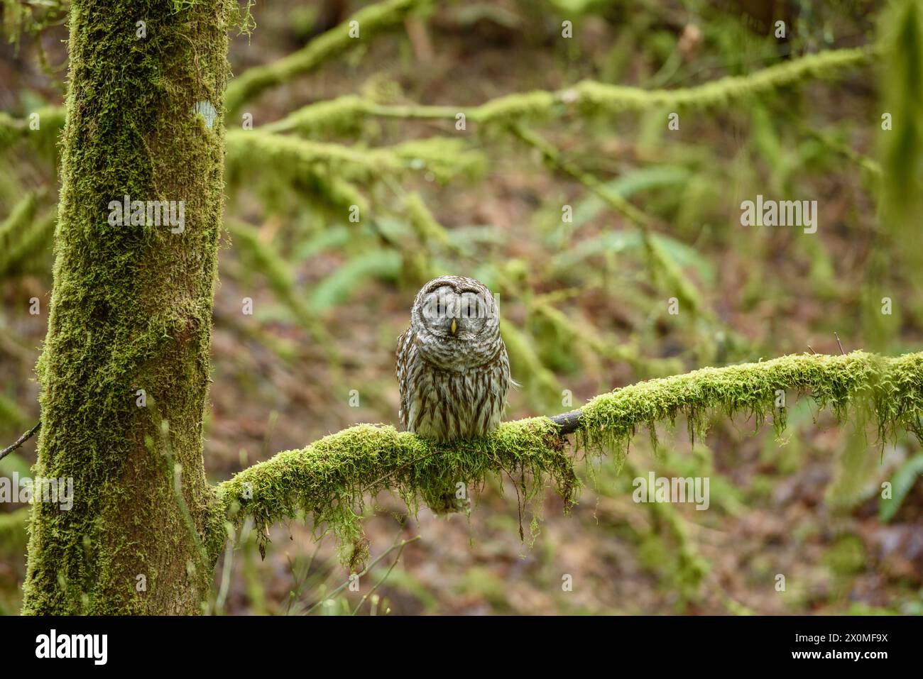 Northwest owl hi-res stock photography and images - Alamy