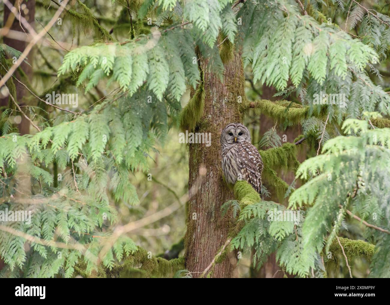 Northwest owl hi-res stock photography and images - Alamy