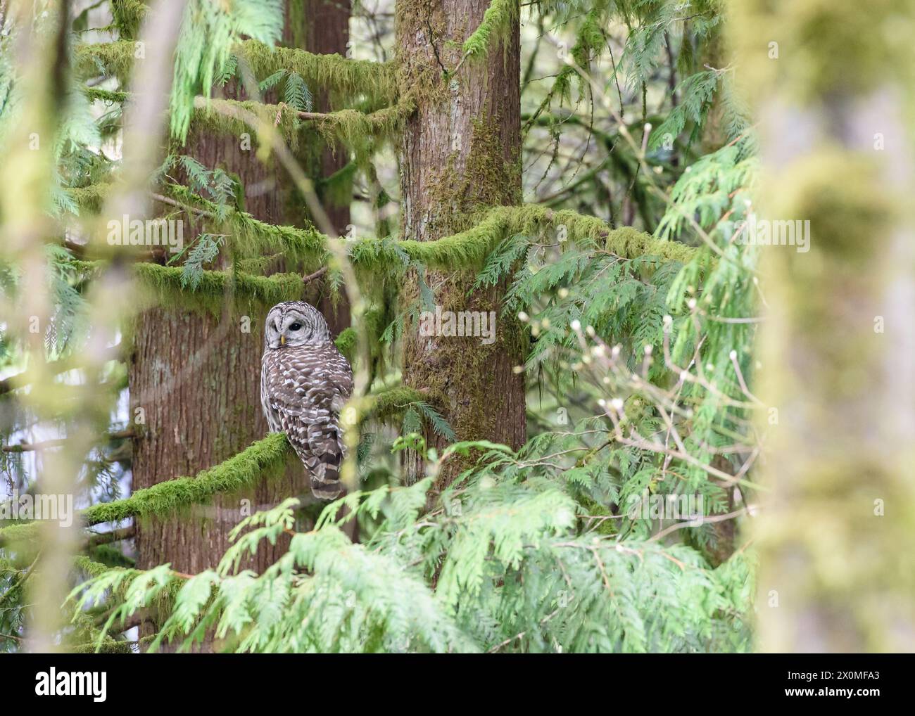 Northwest owl hi-res stock photography and images - Alamy