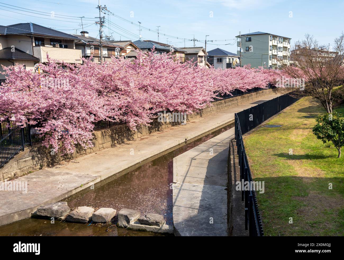 Kawazu cherry blossoms in the Yodo Suiro Waterway in Kyoto, Japan Stock ...