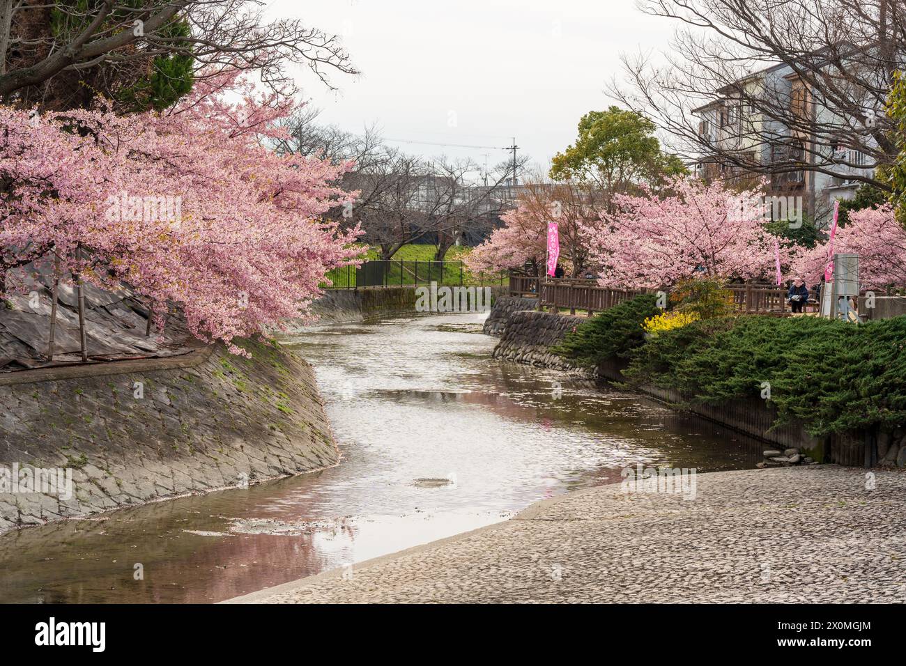 Kawazu cherry blossoms in the Yodo Suiro Waterway in Kyoto, Japan Stock ...