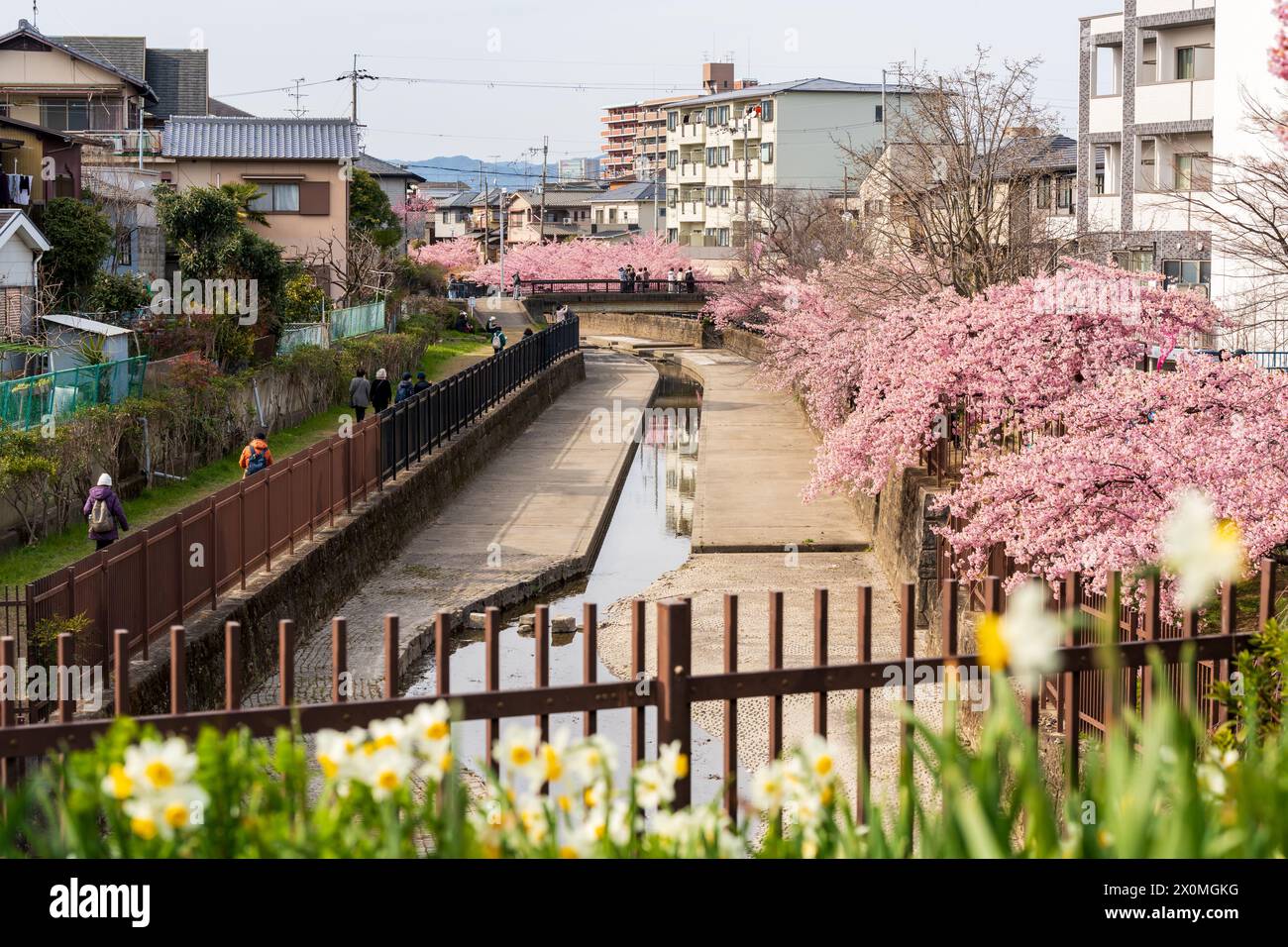 Kawazu cherry blossoms in the Yodo Suiro Waterway in Kyoto, Japan Stock ...