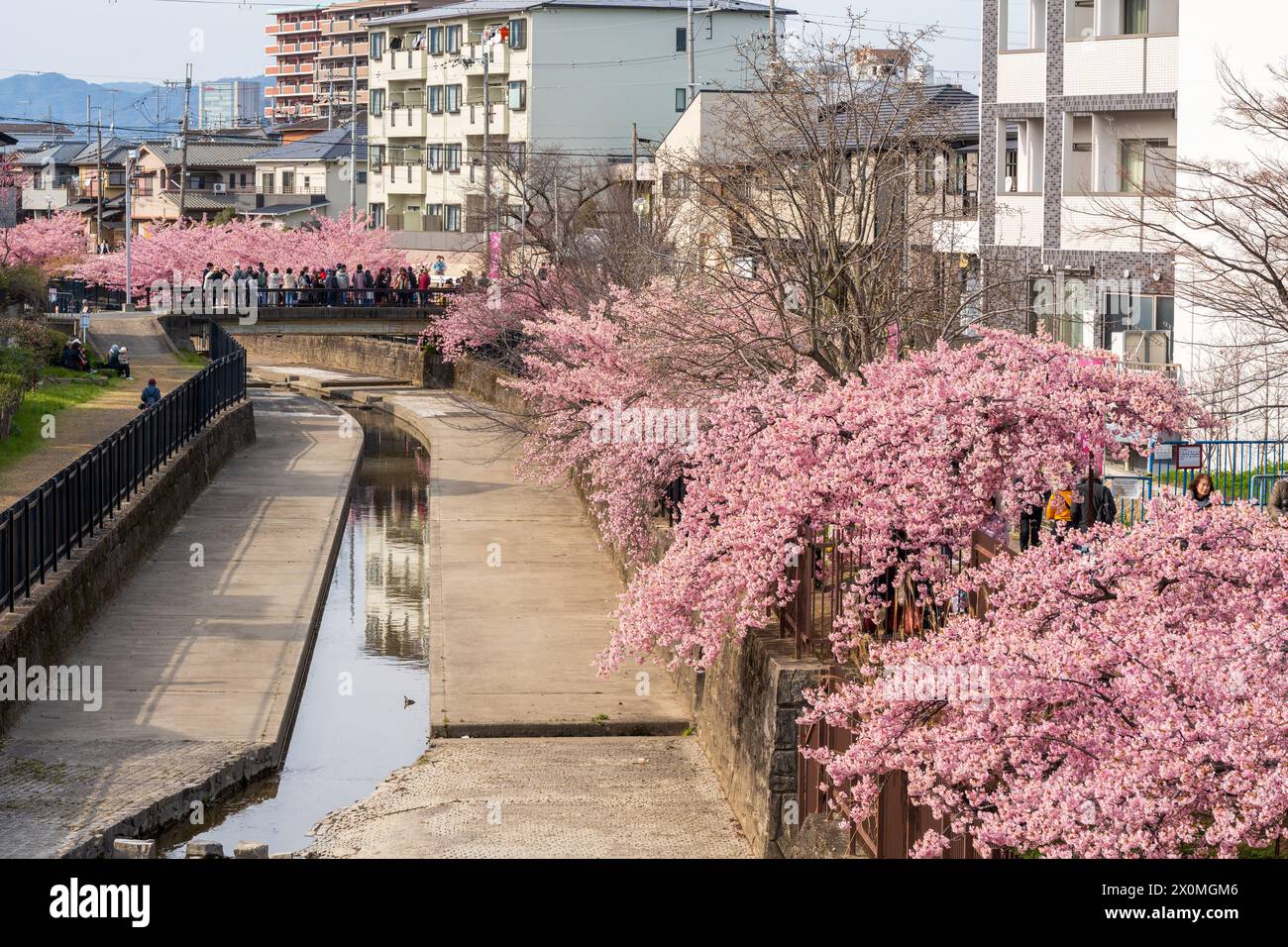 Kawazu cherry blossoms in the Yodo Suiro Waterway in Kyoto, Japan Stock ...