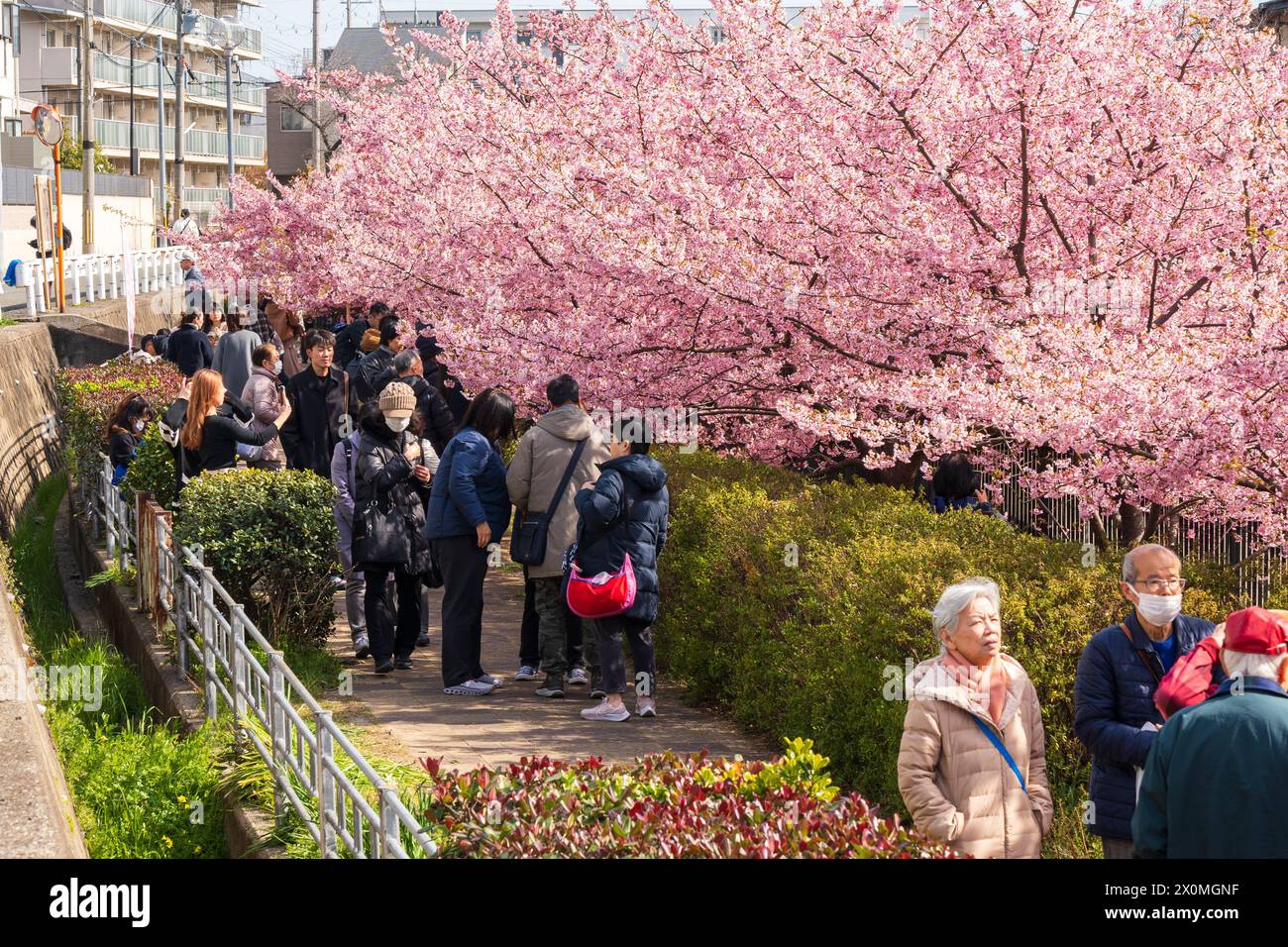 Suiro hi-res stock photography and images - Alamy