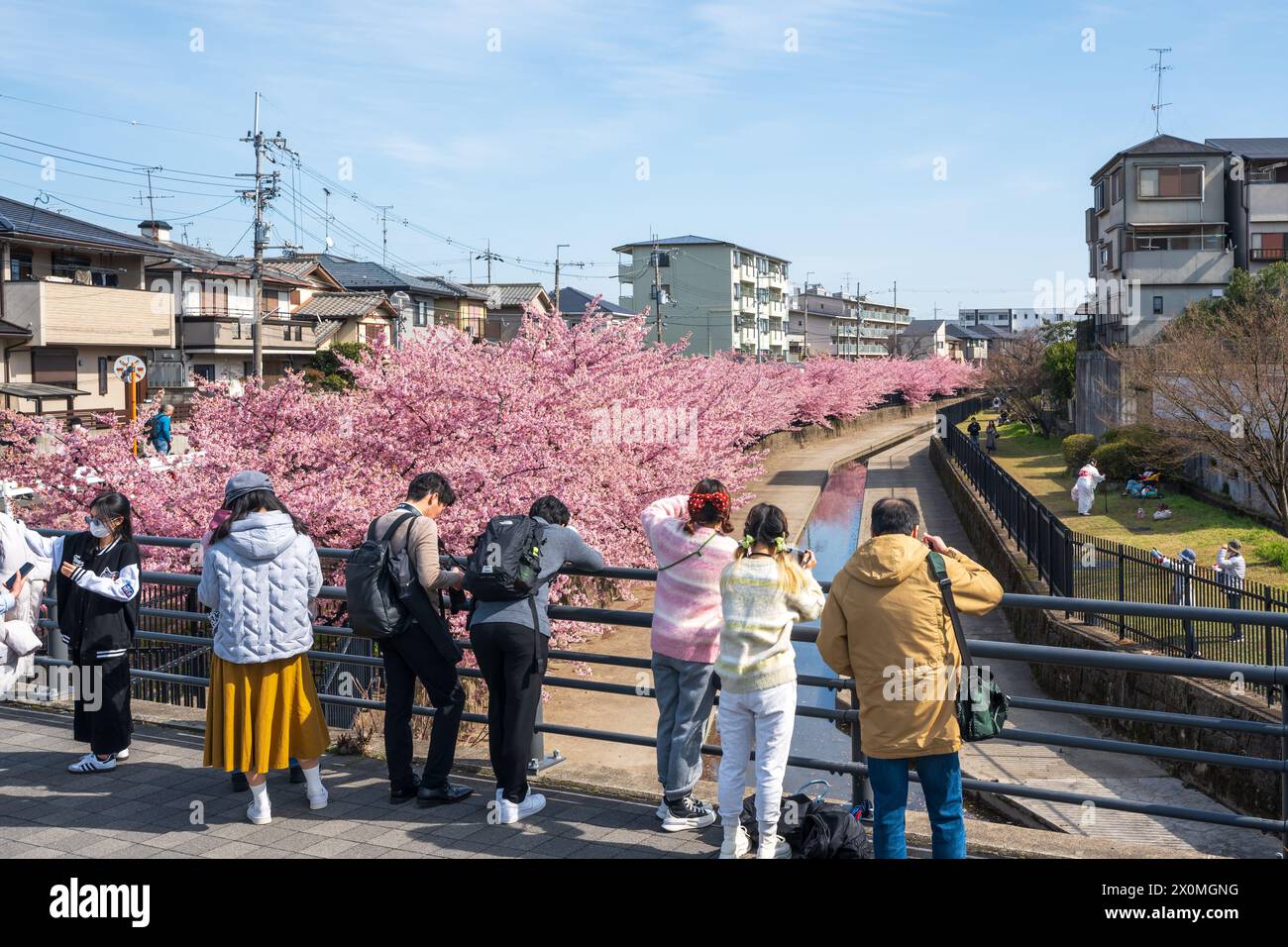 People enjoying kawazu cherry blossoms in the Yodo Suiro Waterway in ...