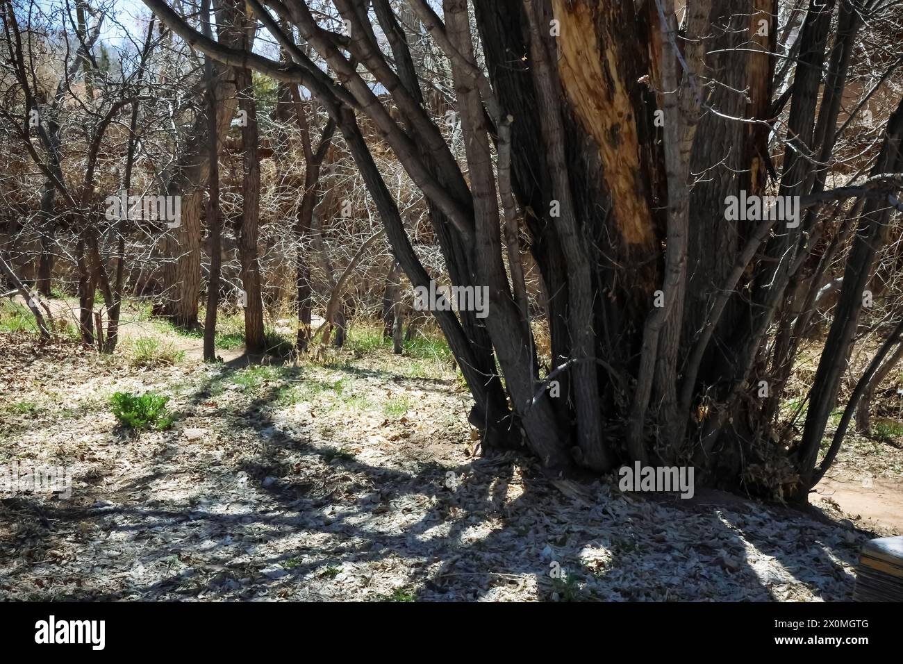 Odd tree shapes hi-res stock photography and images - Alamy