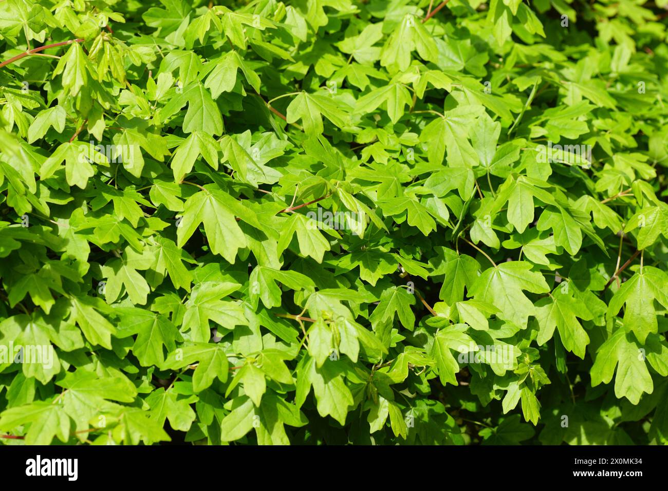Closeup young green leaves of a hedge of field maple (Acer campestre ...