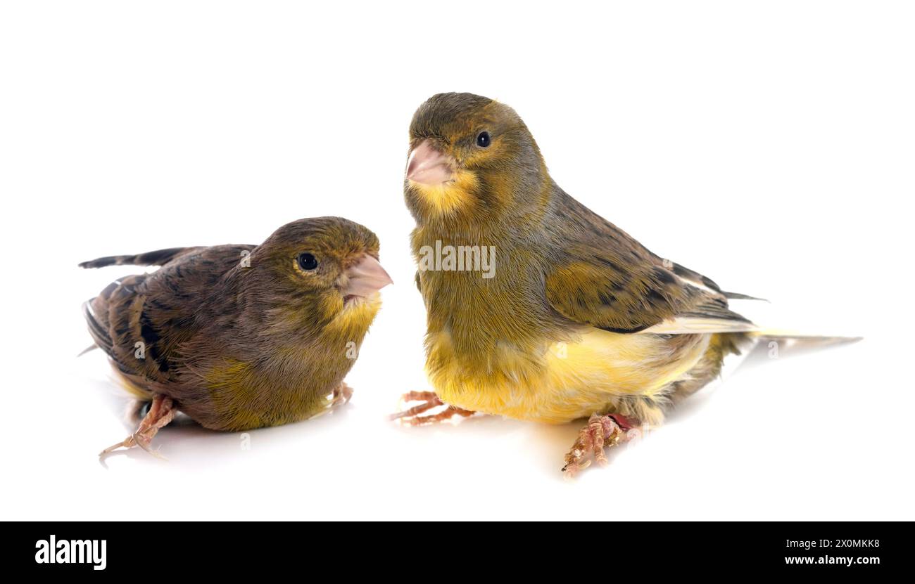 island canary in front of white background Stock Photo - Alamy