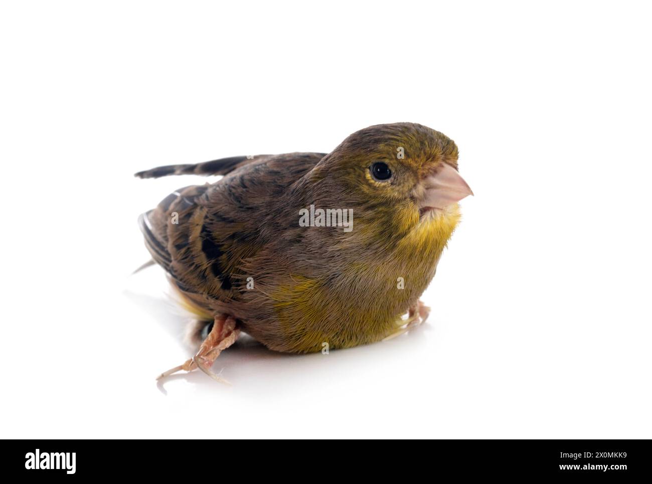 island canary in front of white background Stock Photo - Alamy