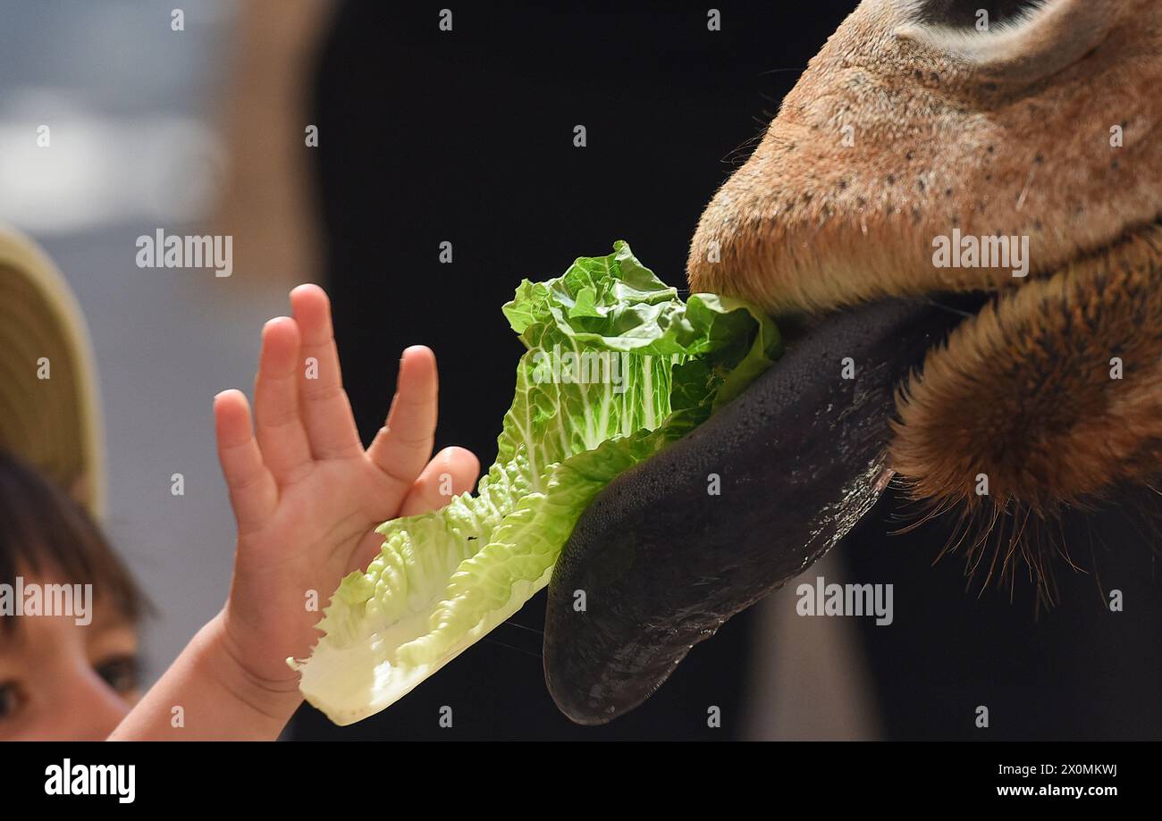A child feeds a leaf of romaine lettuce to a giraffe at the Brevard Zoo ...