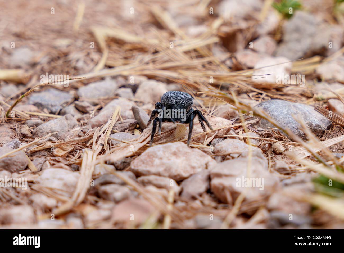 Exoskeleton of beetles hi-res stock photography and images - Alamy