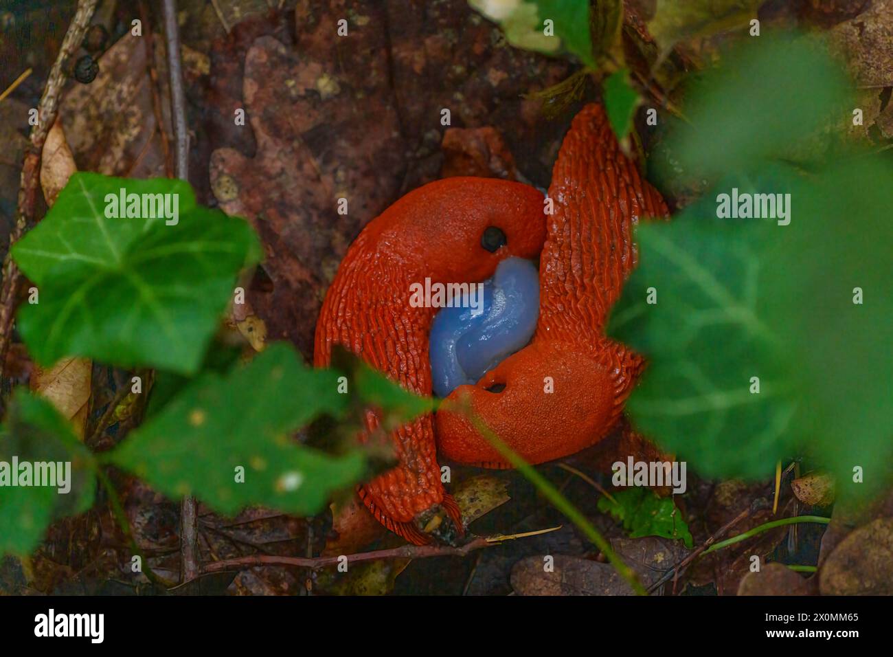 Slug among plants hi-res stock photography and images - Alamy