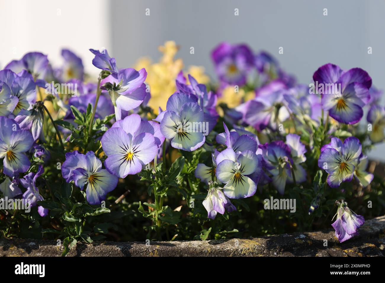 Colored violet viola tricolor hi-res stock photography and images - Alamy
