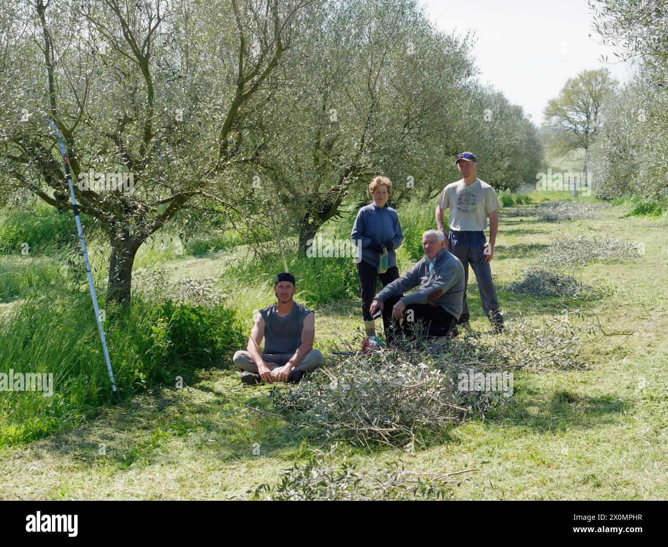 3 generations of a family take a break from pruning the Olive Trees in ...