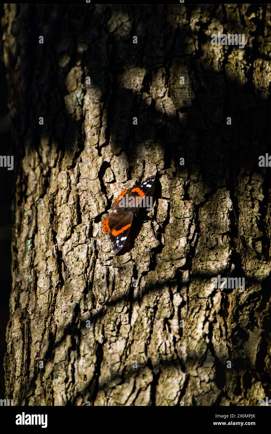 An arthropod, the butterfly, is resting on the trunk of a tree ...